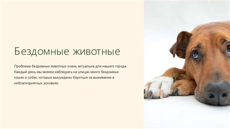 Бездомные животные презентация онлайн