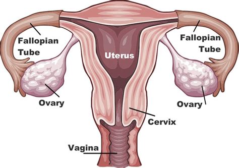 Cyst Diagram
