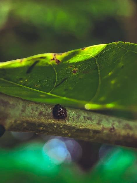 Premium Photo Ladybug On A Leaf