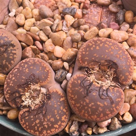 Lithops Aucampiae C173 1550 3 Mesa Garden
