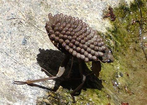 Trypophobia Skin Causes