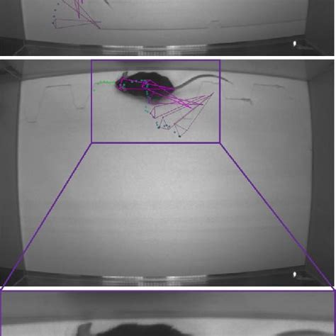 Deeplabcut Markerless Pose Estimation Of User Defined Body Parts With Deep Learning Request Pdf