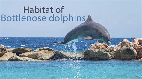 Bottlenose Dolphin Home Learn About Our Dolphin Species Bottlenose