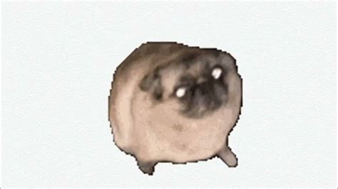 Dancing Pug Youtube