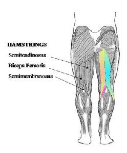 Free Your Hamstrings And Protect Your Knees Muscle Movement Memory