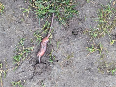 Worms Have Sex I Thought They Did Binary Fission For Some Reason I