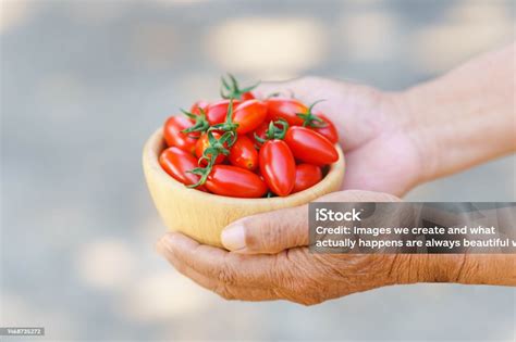 신선한 붉은 체리 토마토가 든 나무 컵을 들고 있는 남자의 손 공간을 복사합니다 0명에 대한 스톡 사진 및 기타 이미지 0명