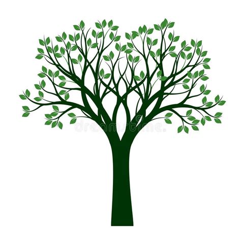 Shape Of Tree With Green Leaves Vector Outline Illustration Stock Vector Illustration Of Bark