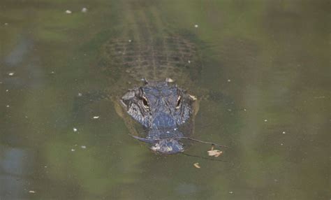 Melissa Bemis Photography Home