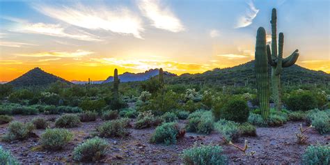 Desert South West Garden Wallpaper 10100 Southwest Landscaping Stock