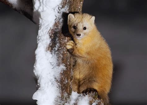 Sable Master Of The Taiga Forests And Conservation Indicator One Earth