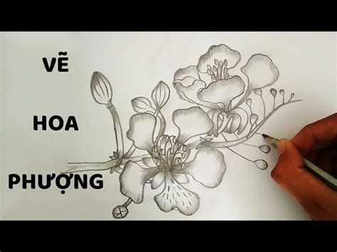 Cách Vẽ Hoa Phượng Bằng Bút Chì Hướng Dẫn Chi Tiết Dành Cho Người Mới Bắt Đầu