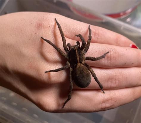 Finally Got Me Grimy Hands On A Wolf Spider🥰 Rspiders