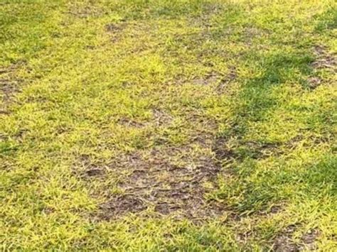 Centipede Grass Problems Lawn Model