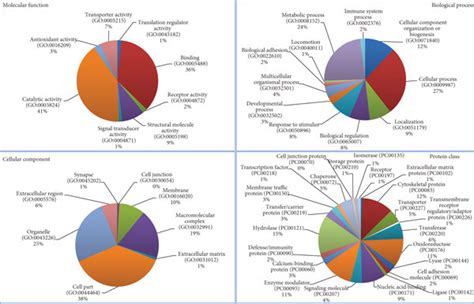 Molecular Function Biological Process Cellular Component And Protein Download Scientific