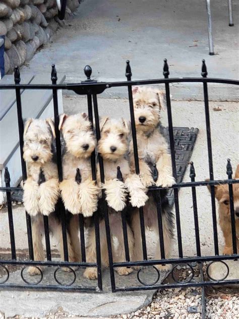 Lakeland Terrier Puppies For Sale