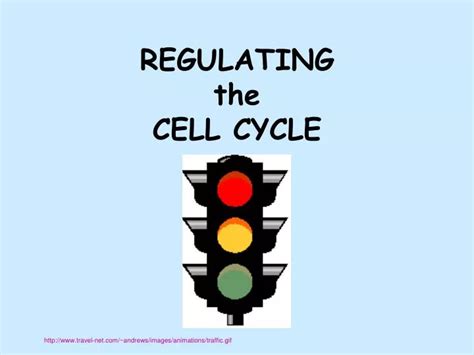 PPT REGULATING The CELL CYCLE PowerPoint Presentation Free Download ID 5736035