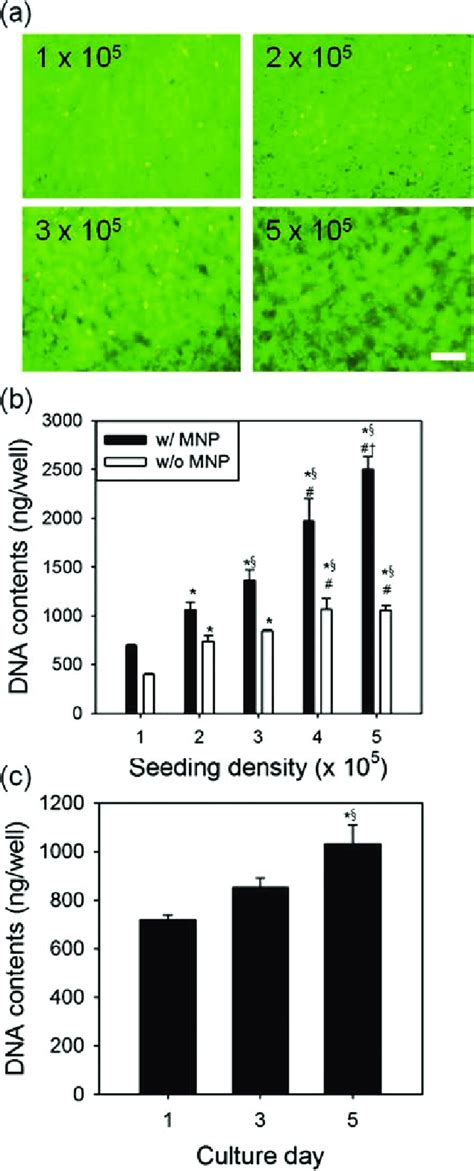 Fabrication Of Magnetically Assisted Cellular Assembly A Download Scientific Diagram