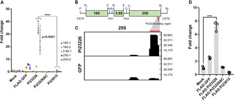 The Phytophthora Nucleolar Effector Pi23226 Targets Host Ribosome Biogenesis To Induce