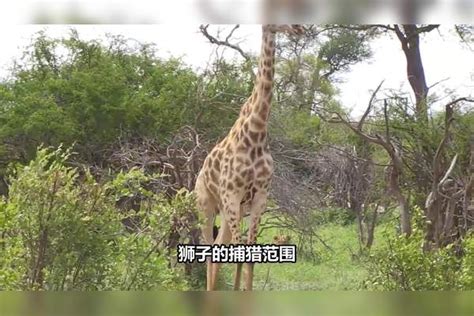 狮子埋伏长颈鹿却不慎被对方发现它的攻势还能奏效吗