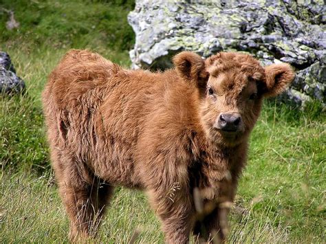 Cow Milk Cow Holstein Cattle Cattle Breed Schwarzbunt Portrait Pasture Head Noble Chew