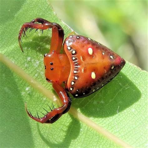 Common Triangular Spider Arkys Lancearius Ausemade