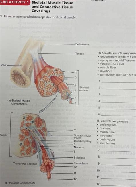 Solved Lab Activity 1 Skeletal Muscle Tissue And Connective