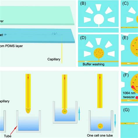 Ai Assisted Single Cell Sorting And Proliferation A Confusion Matrix