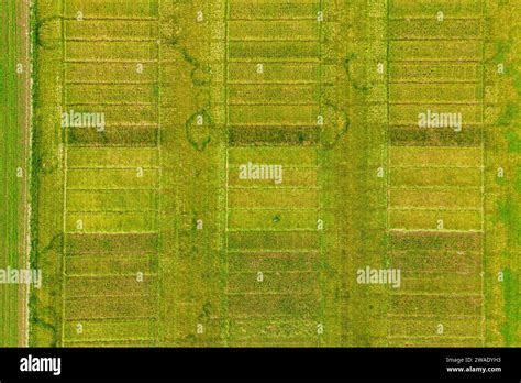 Aerial Image Of Agricultural Test Plots With Different Sorts Of Cereal Crops Hybrids Shoot