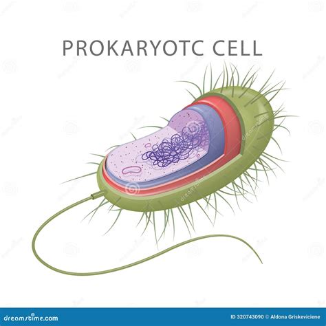 Prokaryotic Cells The Smallest Simplest Cell Type Stock Illustration
