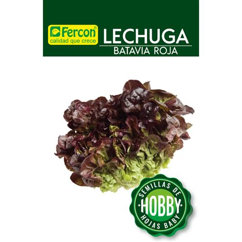 Lechuga Batavia Roja Fercon