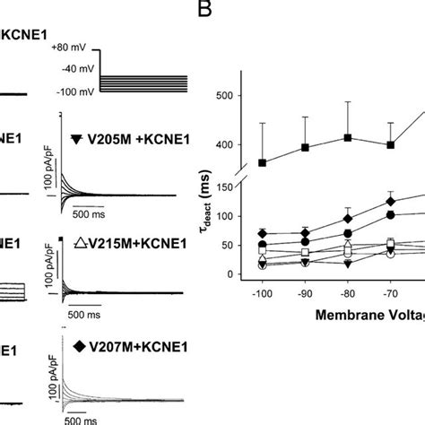 Iks Deactivation Tail Currents And Time Constants Of S3 Kcnq1 Mutants Download Scientific
