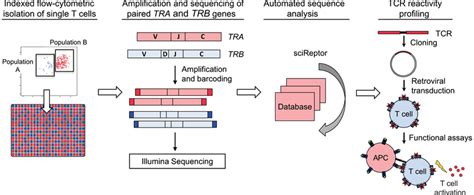 Schematic Overview Of The TCR Analysis Platform Linking Human T Cell Download Scientific
