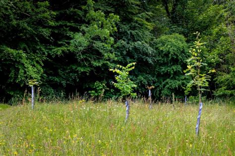 Bountiful Beauties 20 Trees That Start With B Plant Grower Report