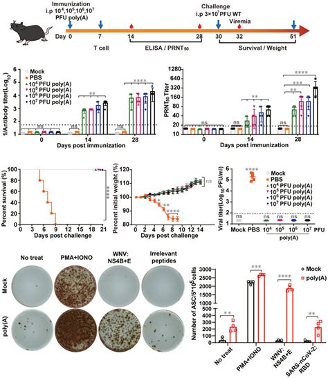 Wnv Polya Protects C57bl6 Mice From Wt Wnv Challenge A Experimental