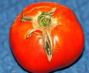 Effective Tomato Root Rot Treatment Save Your Tomato Plant