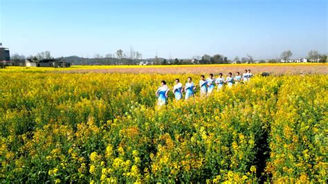 湖北咸宁3000亩七彩油菜花绽放 关键帧 澎湃新闻 The Paper