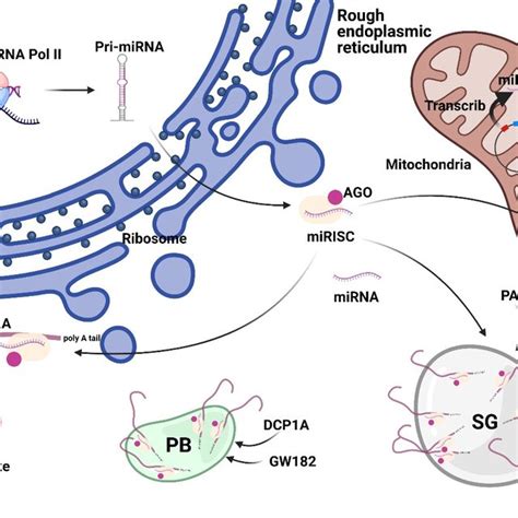 Subcellular Localization Of Cytoplasmic Mirnas Cytoplasmic Mirnas