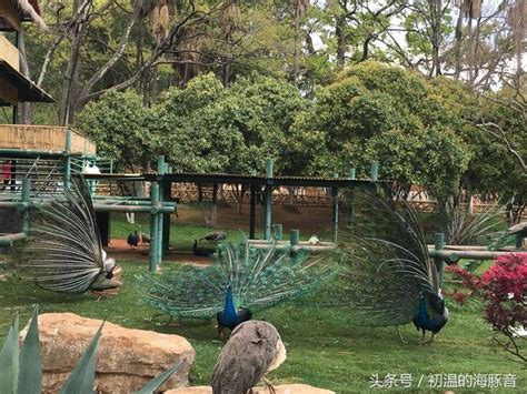 恰碰到昆明圓通山孔雀開屏藏一份圖集櫻花很美孔雀更美棒 每日頭條