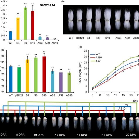 ectopic expression of ghnpla1 in wild‐type upland cotton promotes fibre