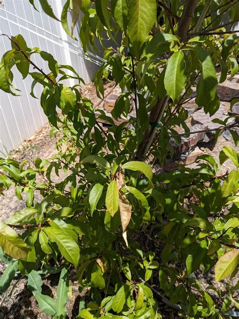 Whats Wrong With My Peach Tree R Fruittree