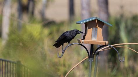 Bird Feeder To Stop Crows At Oscar Godson Blog