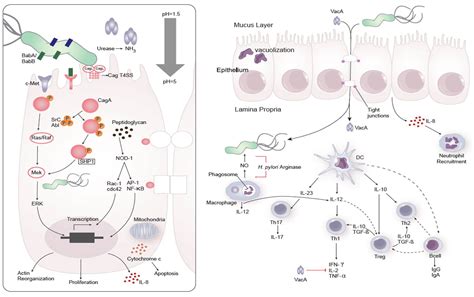 Helicobacter Pylori Infection Nutritional Immunology And Molecular Medicine Laboratory
