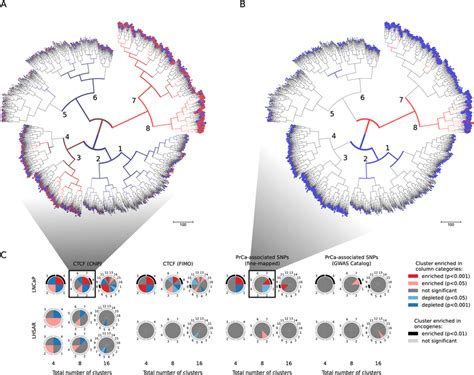 Clustering Of The Promoters Originating The Penguin Reconstructed Download Scientific Diagram