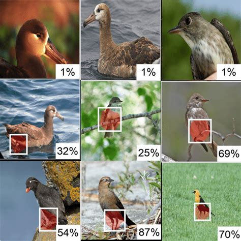 Confidence Measure Applied On A Bird Leg Detector Trained And Download Scientific Diagram