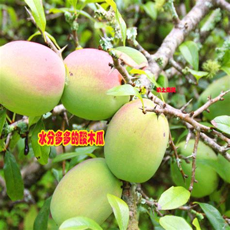 酸木瓜云南 云南酸木瓜 大山谷图库