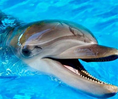 수영중 만난 돌고래 주의日 해변서 6명 부상 소다