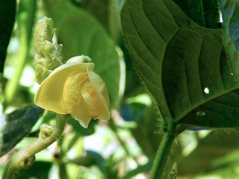 アズキ小豆の花 無名子のよしなしごと
