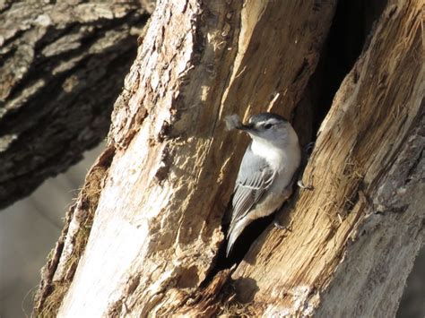 White Breasted Nuthatch Nesting Activity Feederwatch