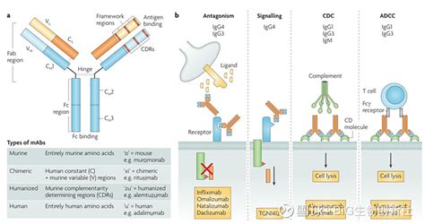 Nature Reviews 详述单克隆抗体的安全性与副作用 概述单克隆抗体mab目前已被确定为恶性肿瘤、移植排斥、自身免疫和传染病